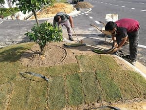 Apa Itu Rumput Karpet Tiruan? - LamanCantik